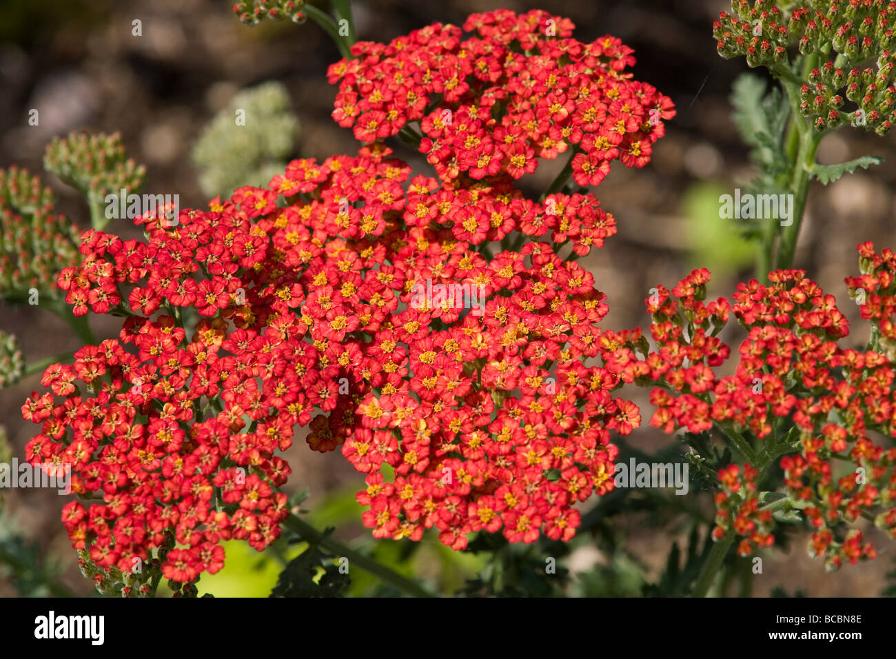 Achillea "Apricot Beauty" flowers Stock Photo - Alamy