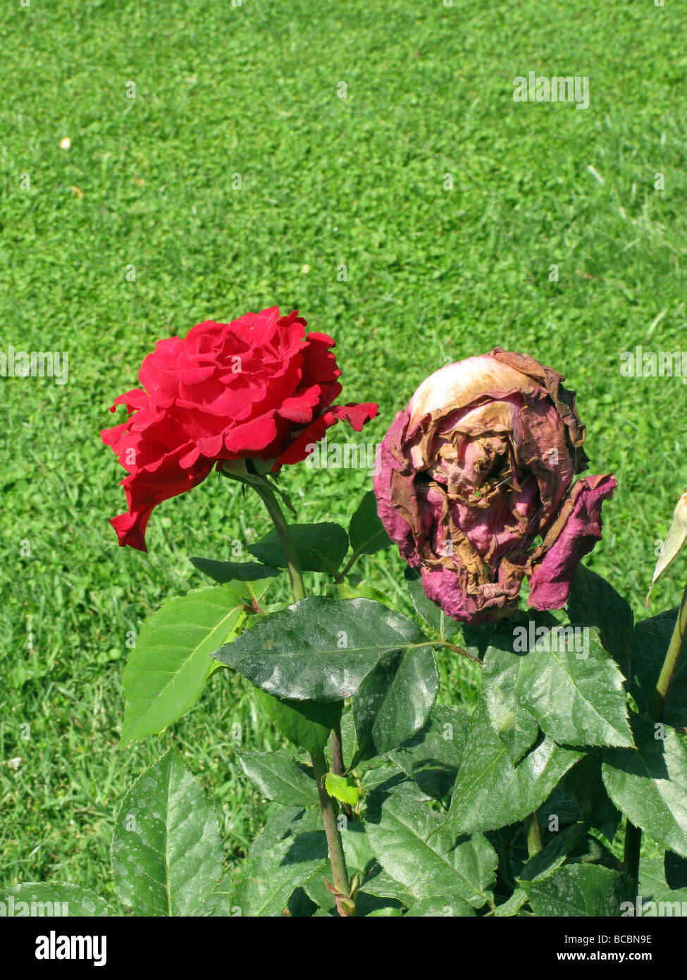 new and dying red rose in garden Stock Photo - Alamy