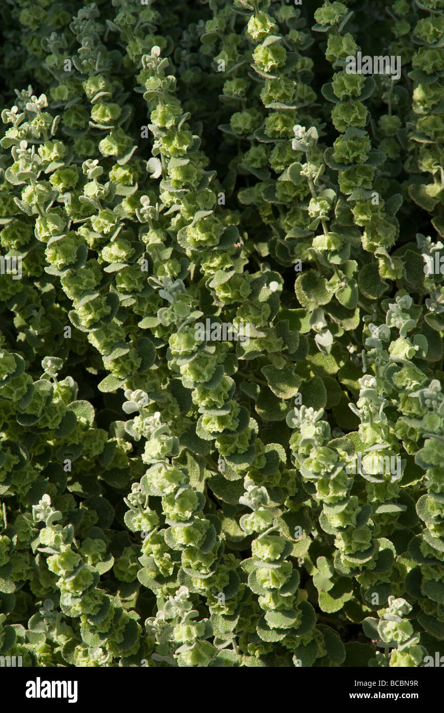 Ballota acetabulosa plant Stock Photo - Alamy