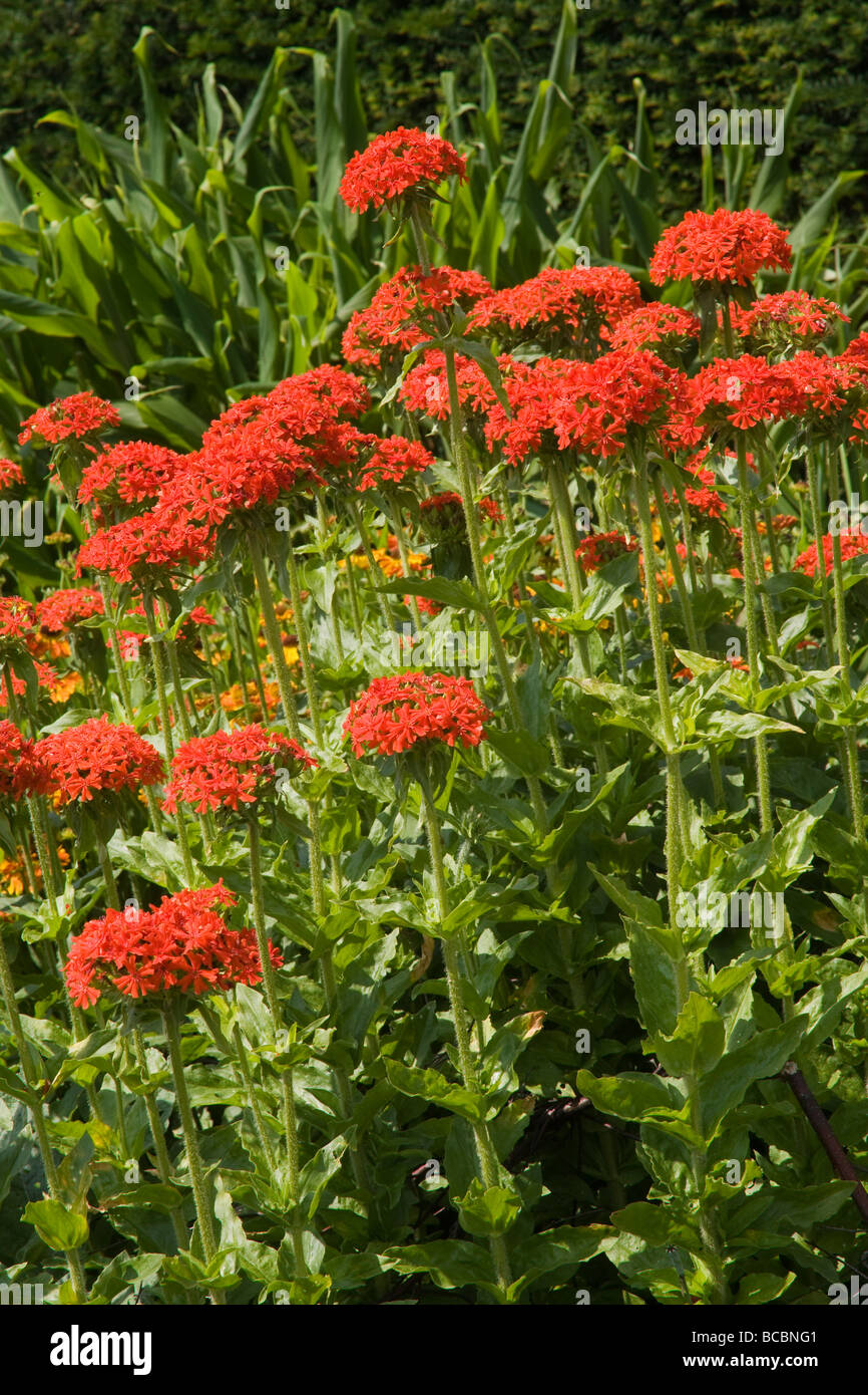 Lychnis chalcedonica flowers Stock Photo - Alamy