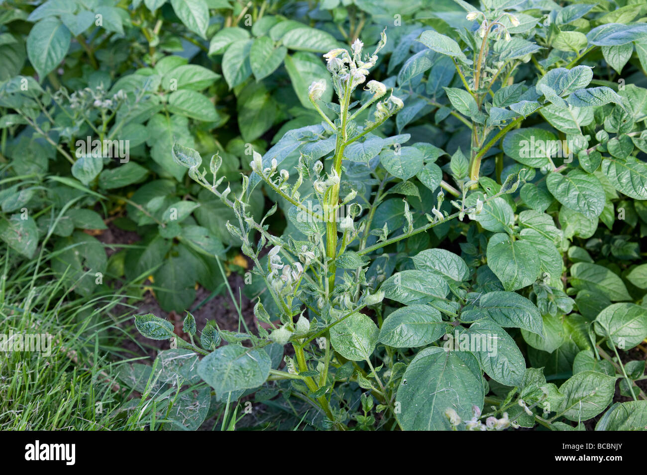 Young potato plants damaged by growing in manure contaminated with ...