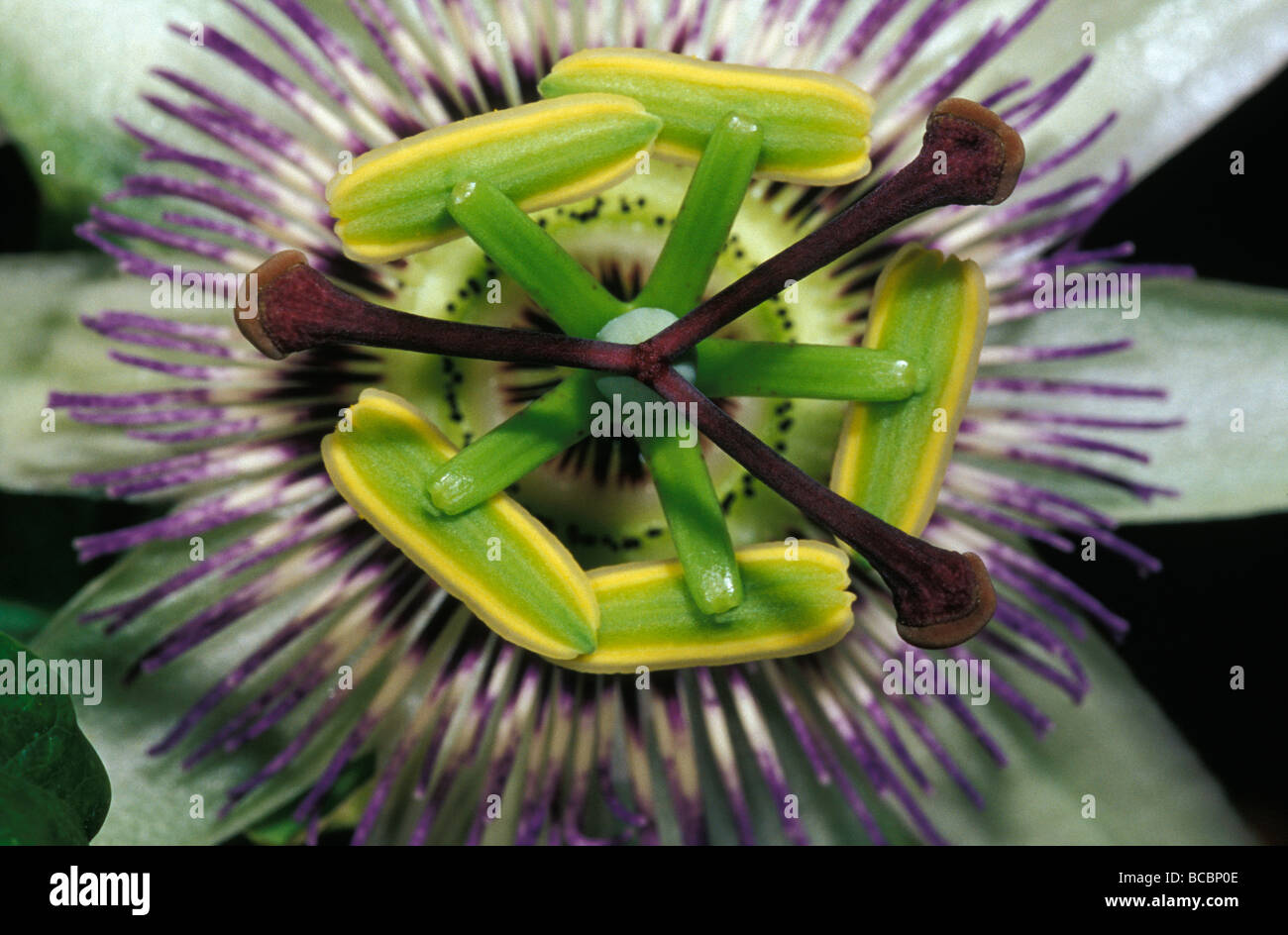 The startling petals and stamen of a purple Passionfruit flower Stock ...