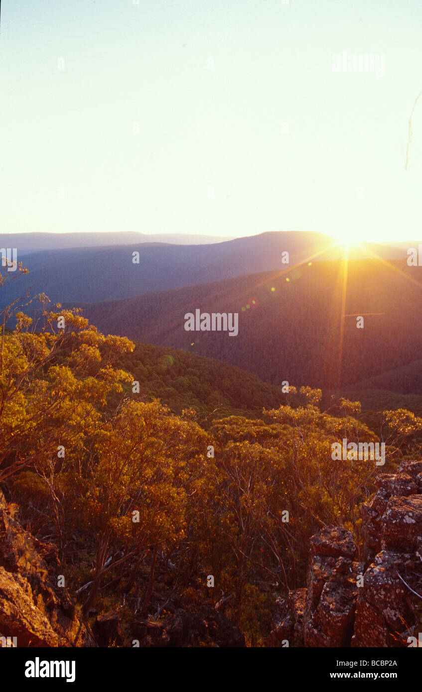 Sun rays highlight the Snow Gum Eucalyptus tree canopies at sunset ...