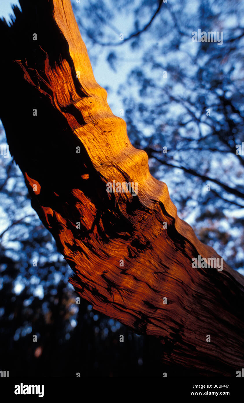 Sun rays highlight a dead tree trunk at sunset below a forest canopy ...