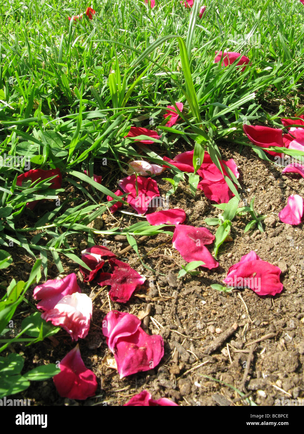 many fallen red rose petals in flower bed in garden Stock Photo - Alamy