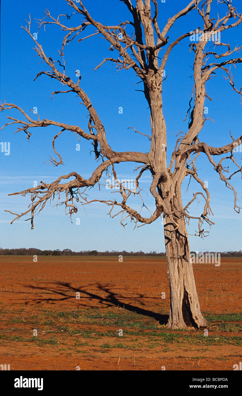 The skeletal branches of a dead tree in a drought stricken field Stock ...