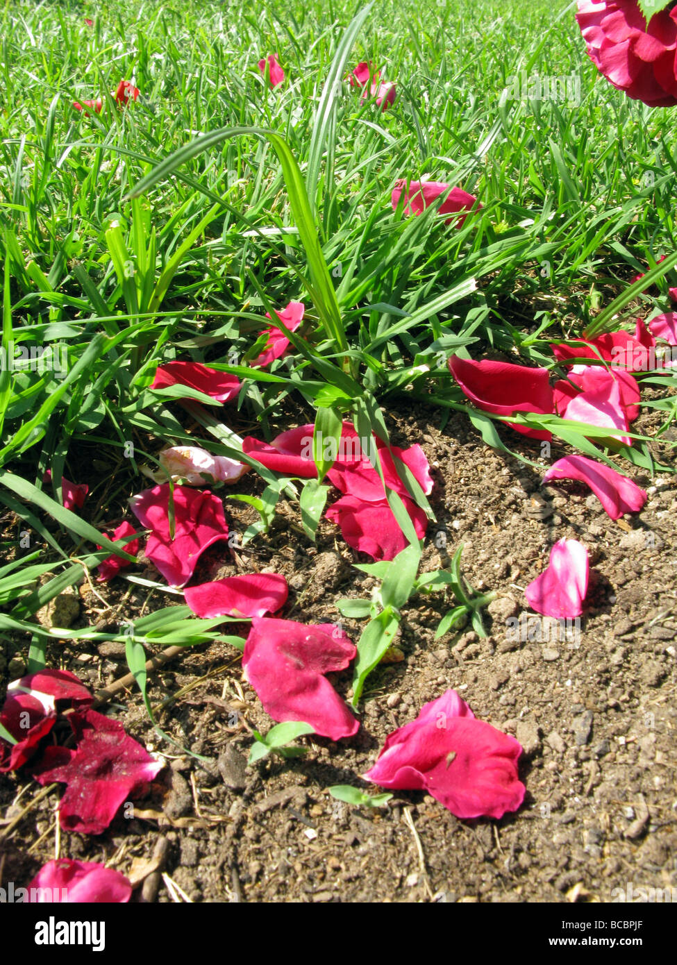 many fallen red rose petals in flower bed in garden Stock Photo - Alamy