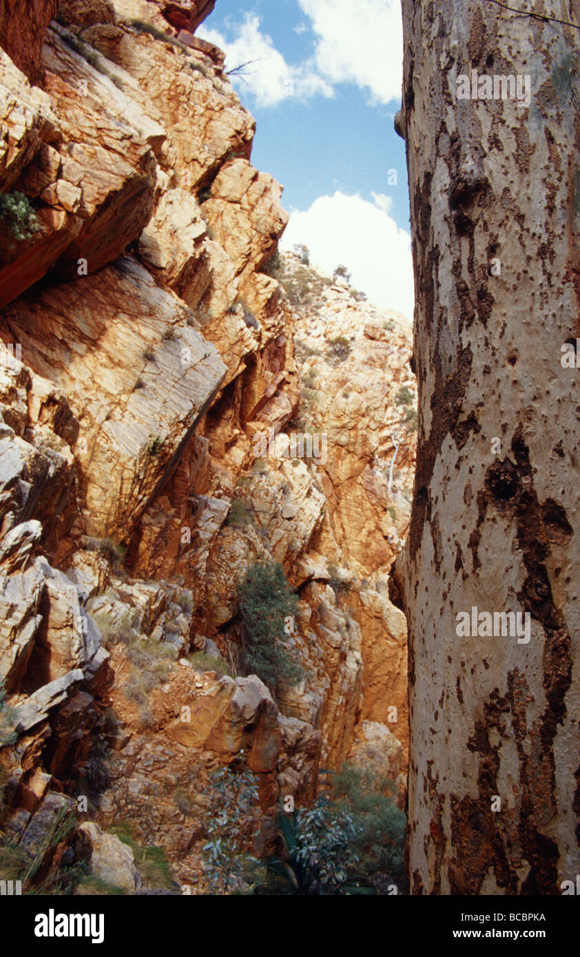 The trunk of a River Red Gum Eucalypt tree in a rocky desert gorge ...