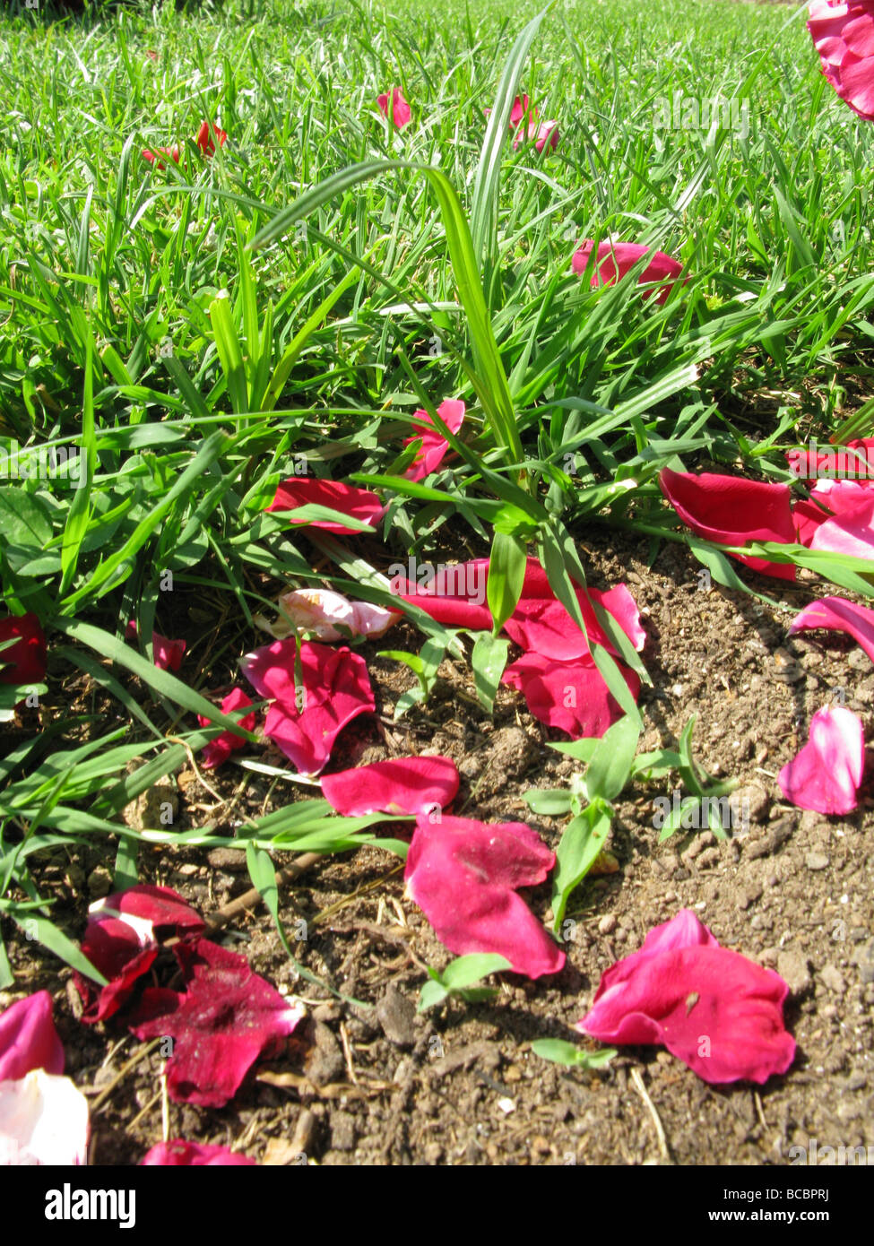 many fallen red rose petals in flower bed in garden Stock Photo - Alamy
