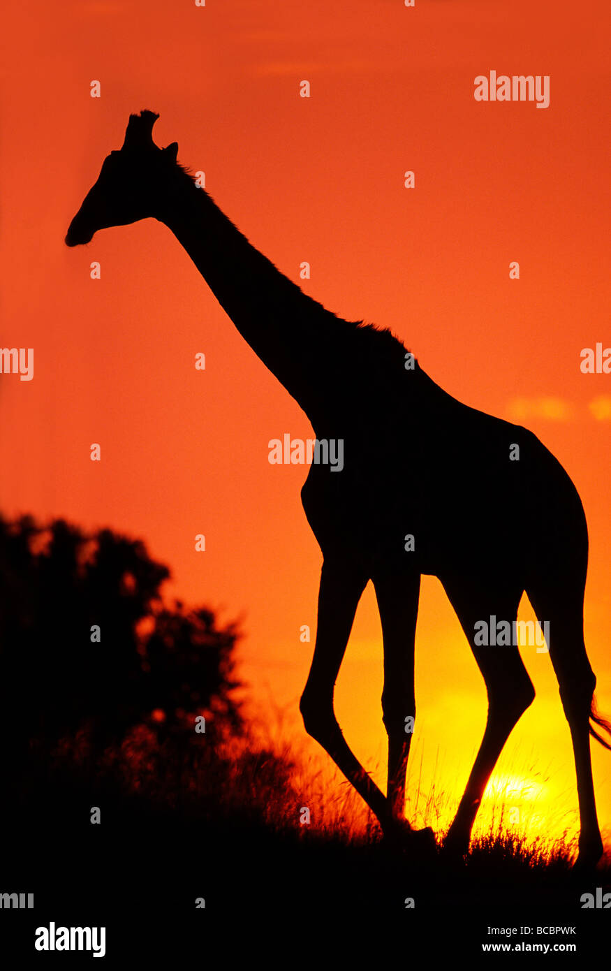 AFRICAN GIRAFFE AT SUNSET Stock Photo - Alamy