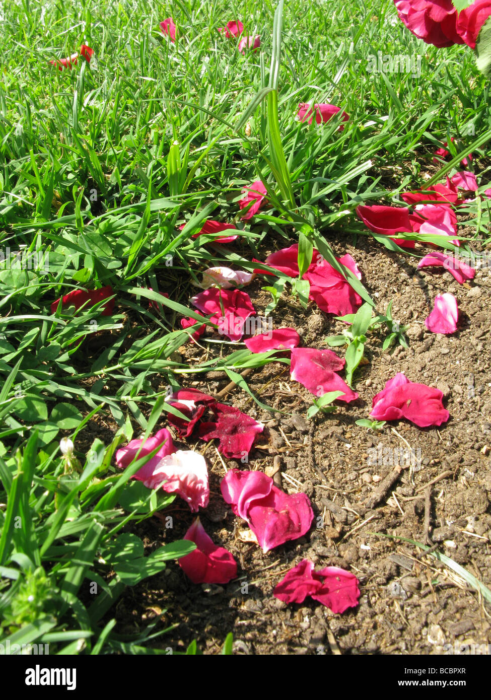 many fallen red rose petals in flower bed in garden Stock Photo - Alamy