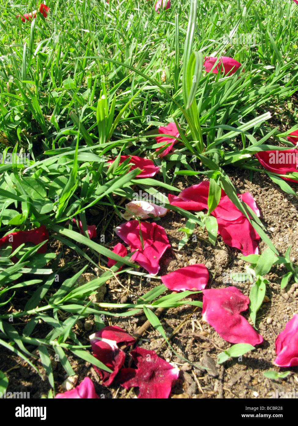 many fallen red rose petals in flower bed in garden Stock Photo - Alamy