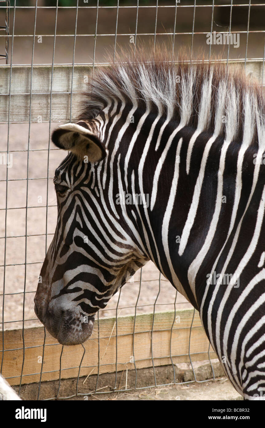 Zebra head hi-res stock photography and images - Alamy