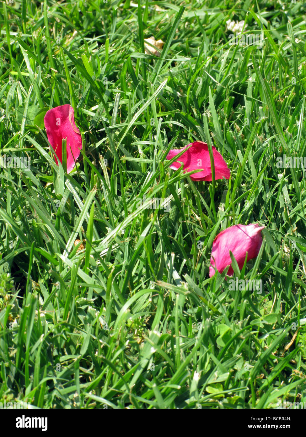 three fallen red rose petals in flower bed in garden Stock Photo - Alamy