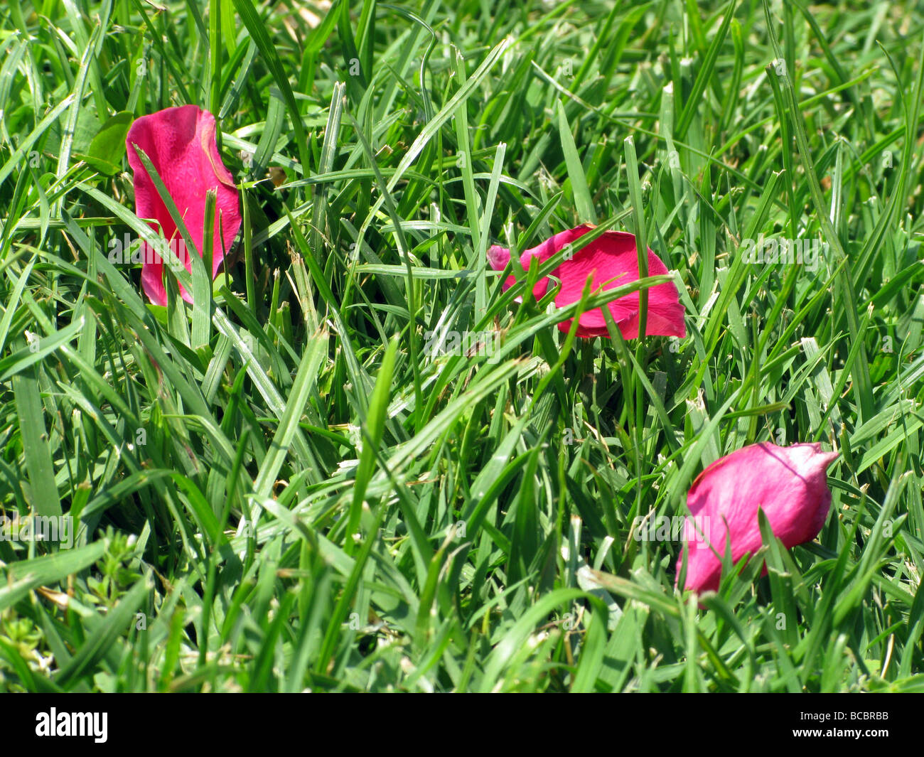 three fallen red rose petals in flower bed in garden Stock Photo - Alamy
