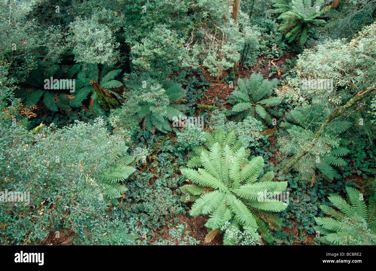 Rainforest of Soft Tree and Hard Water Ferns, and Myrtle Beech Trees ...