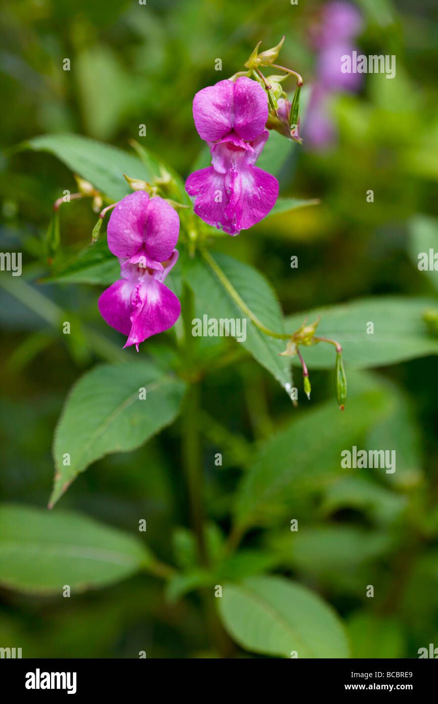 Himalayan Balsam - a very invasive weed Stock Photo - Alamy