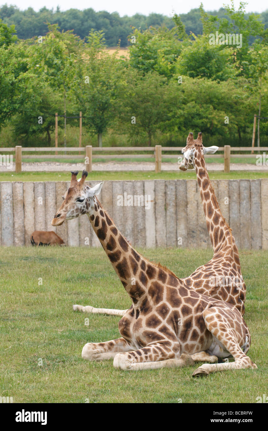 Giraffe sitting hi-res stock photography and images - Alamy