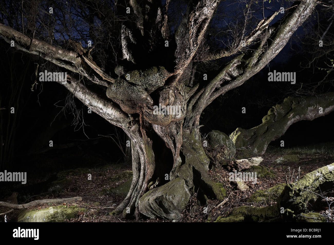 Ancient birch tree growing around a rock Farndale North Yorkshire UK ...