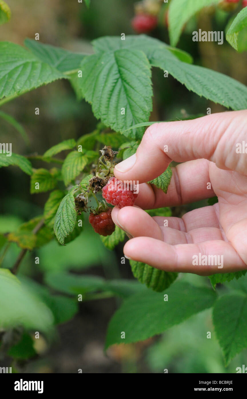 A female hand picks a raspberry Stock Photo - Alamy