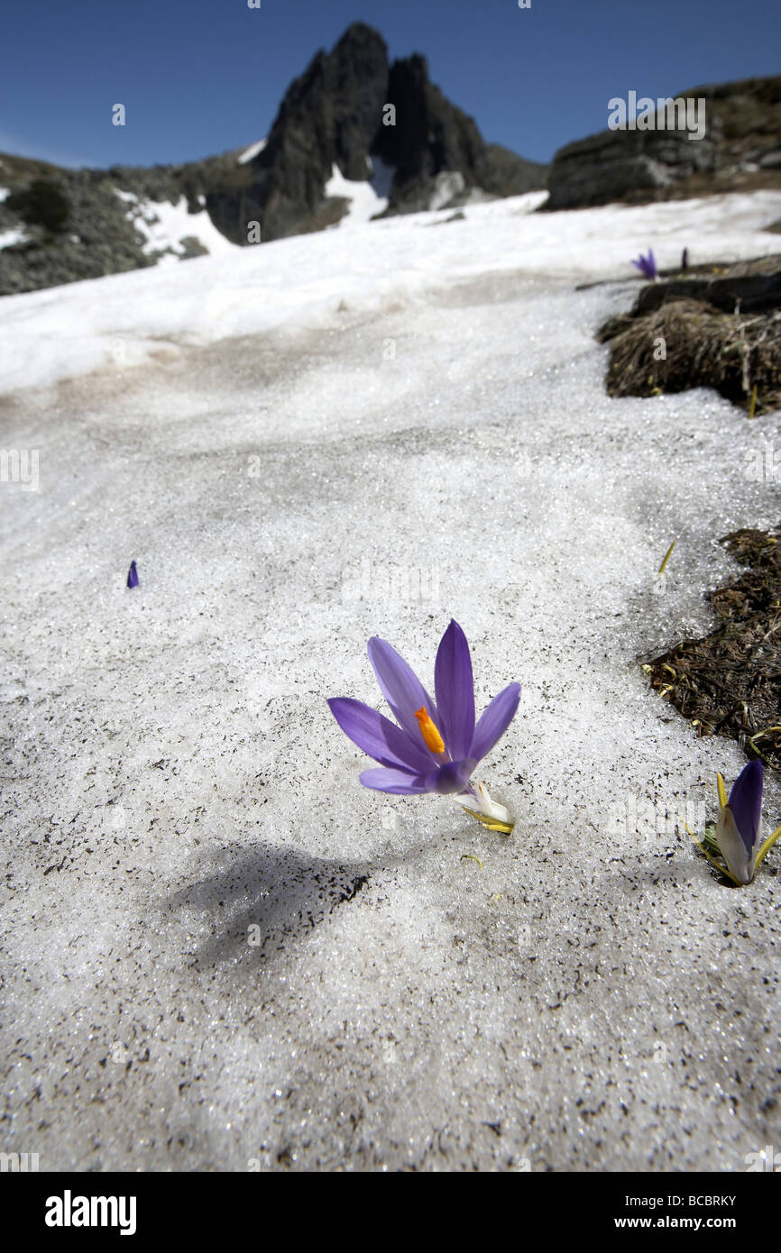 Crocus flowers pushing through the snow Rila Mountains Bulgaria Europe ...