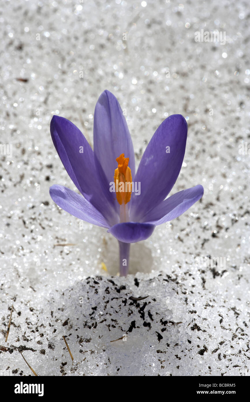 Crocus flower pushing through the snow Rila Mountains Bulgaria Europe ...