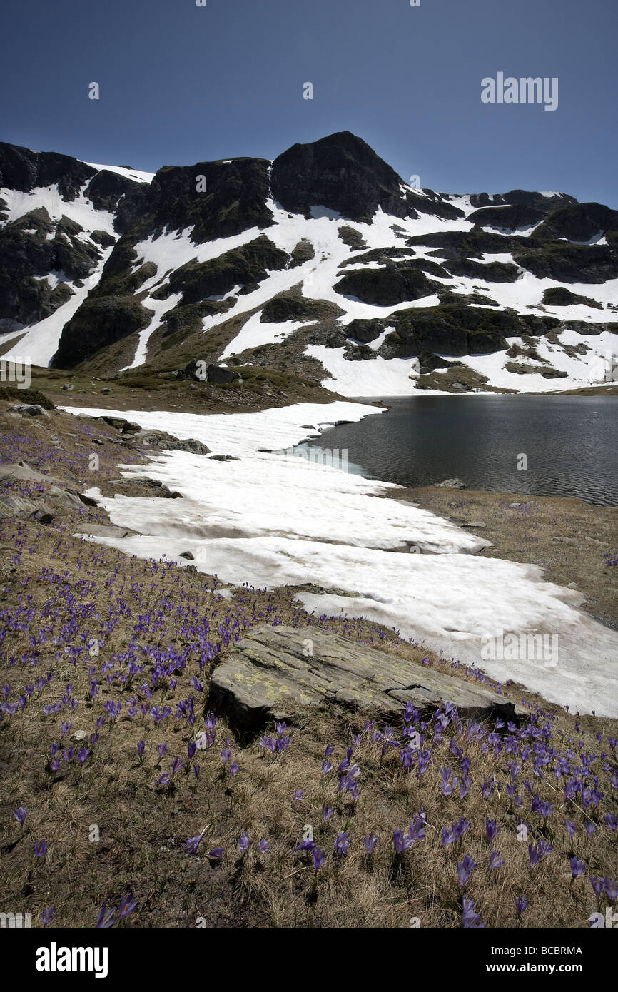 Crocus flowers carpet the snowline Rila Mountains Bulgaria Europe Stock ...