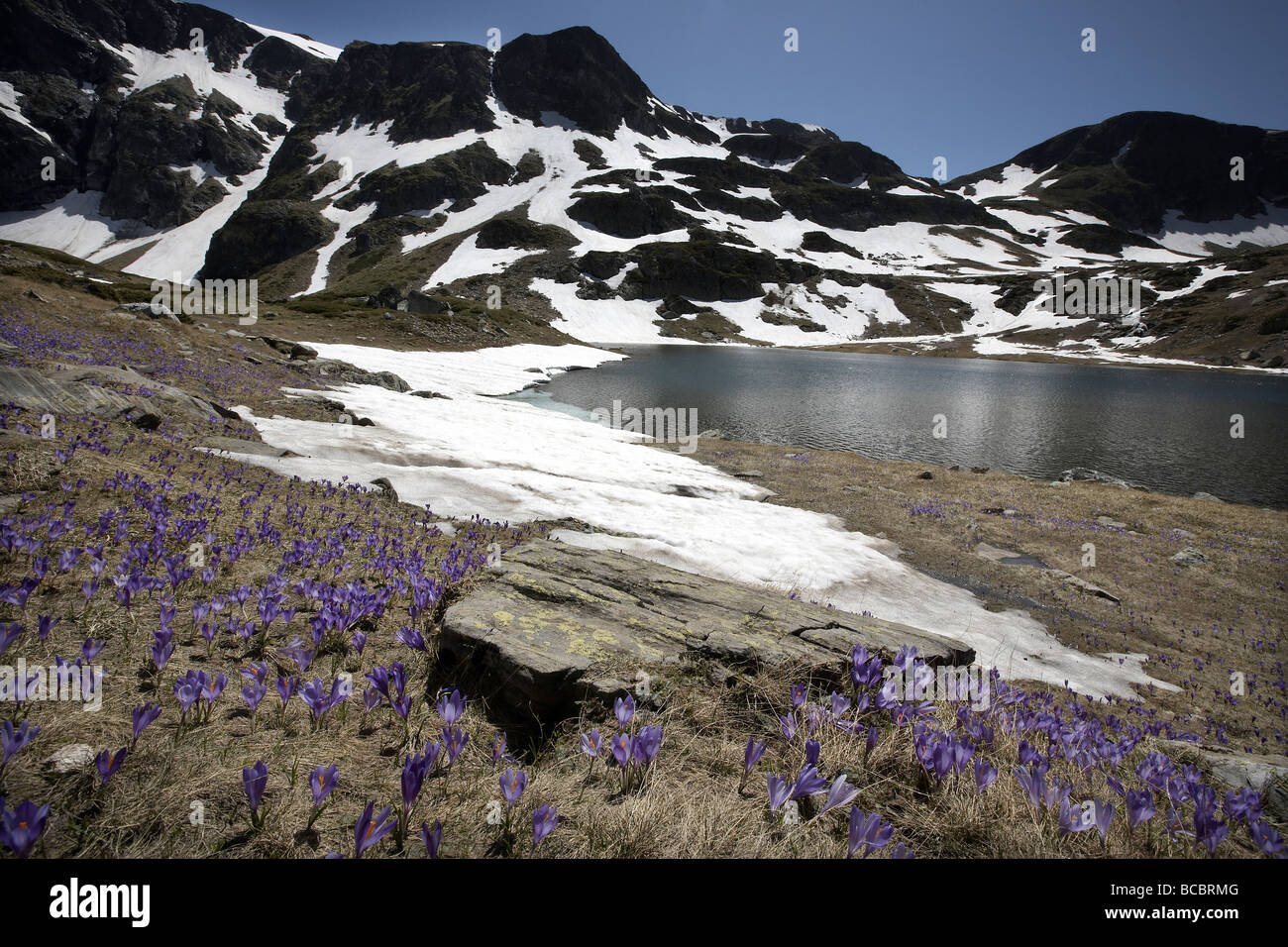 Flora bulgaria hi-res stock photography and images - Alamy
