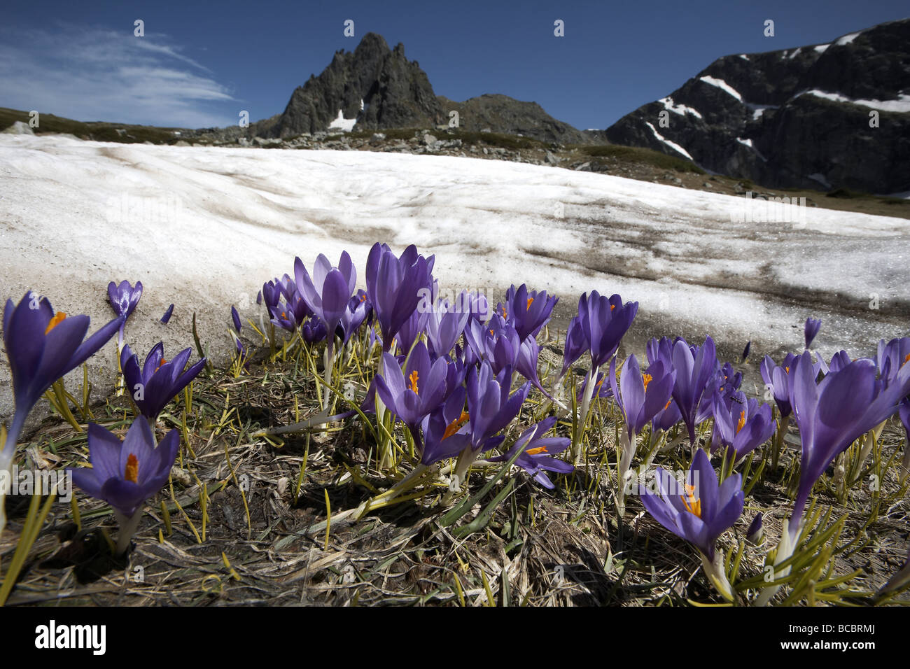 Flora bulgaria hi-res stock photography and images - Alamy