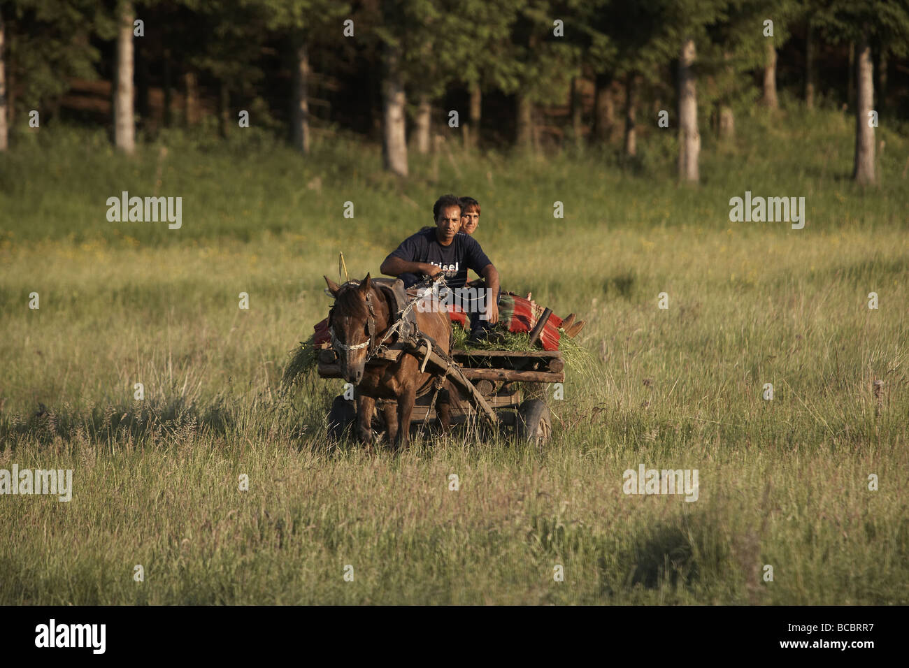 Family riding traditional horse and cart loaded with hay harvest near ...