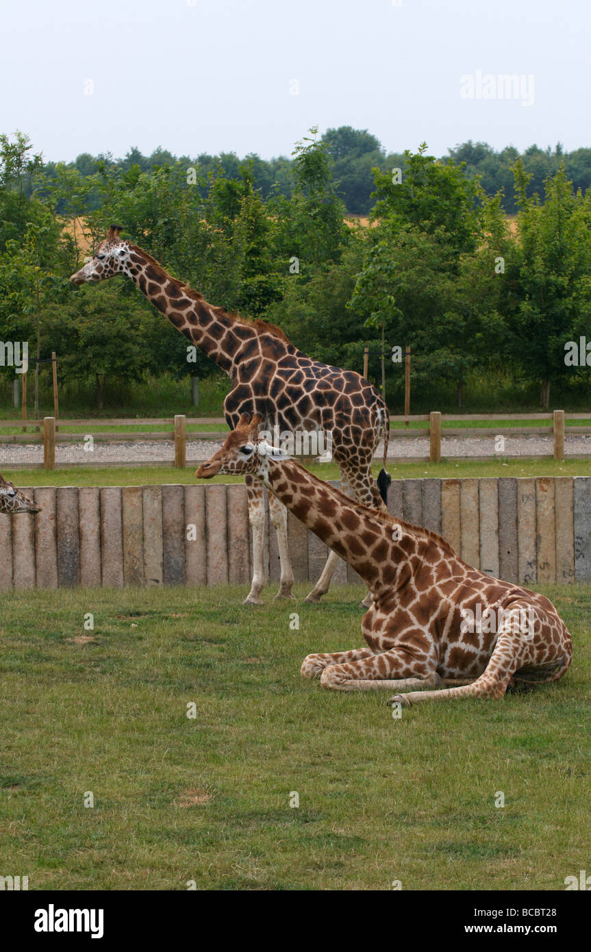 Giraffe lying down hi-res stock photography and images - Alamy