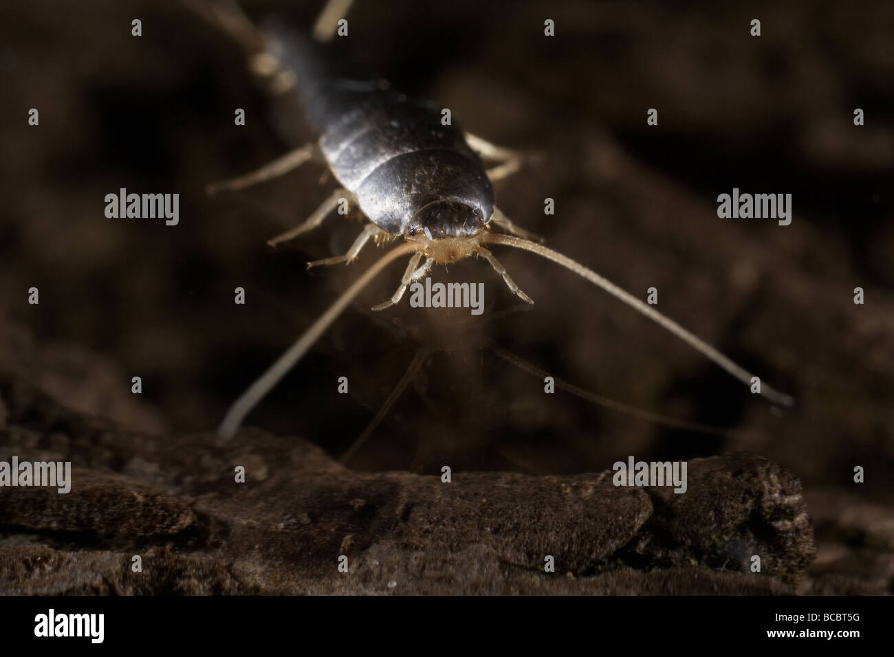 Silverfish Lepisma saccharina or fishmoth Stock Photo - Alamy