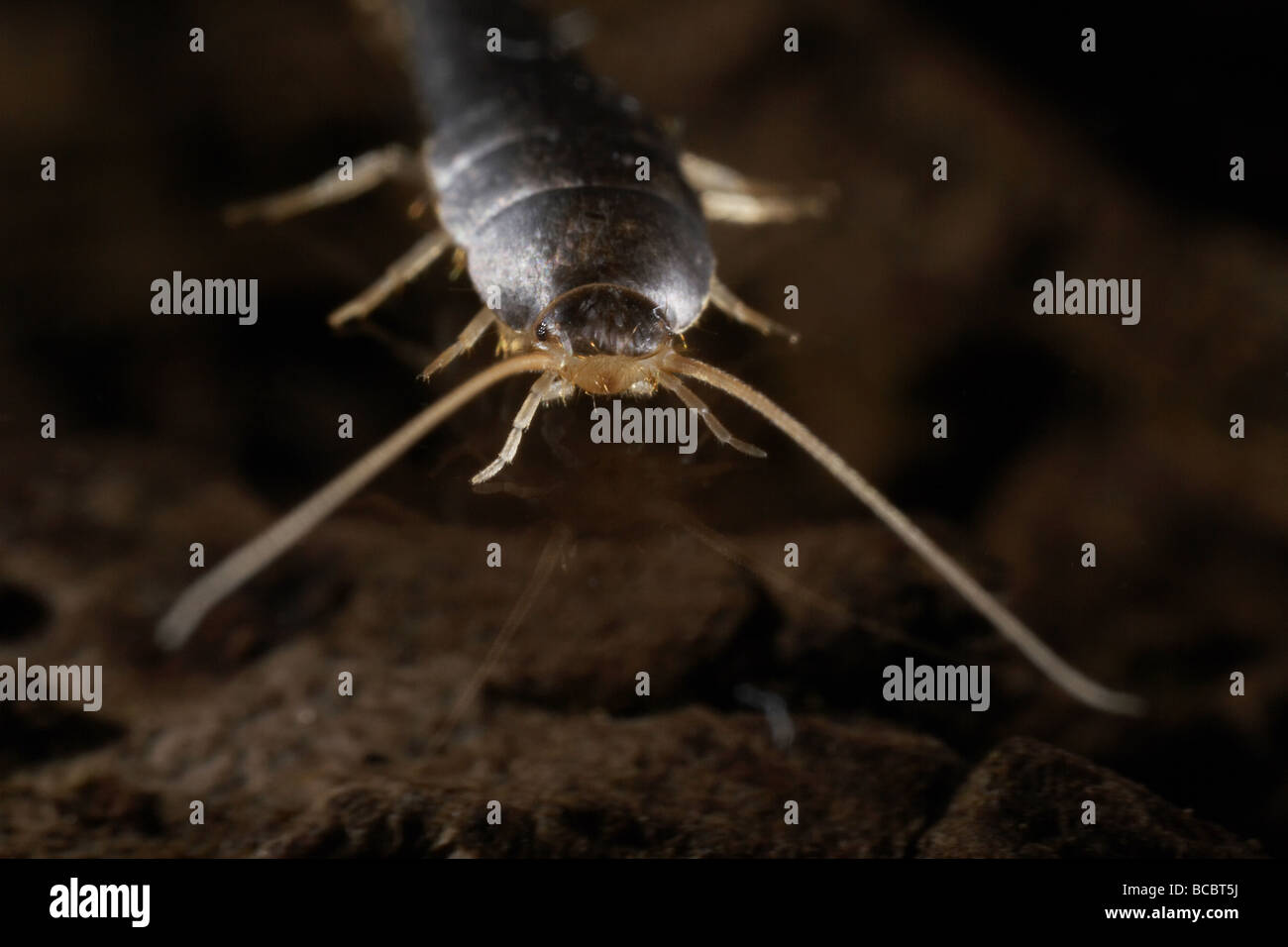 Silverfish bathroom hi-res stock photography and images - Alamy