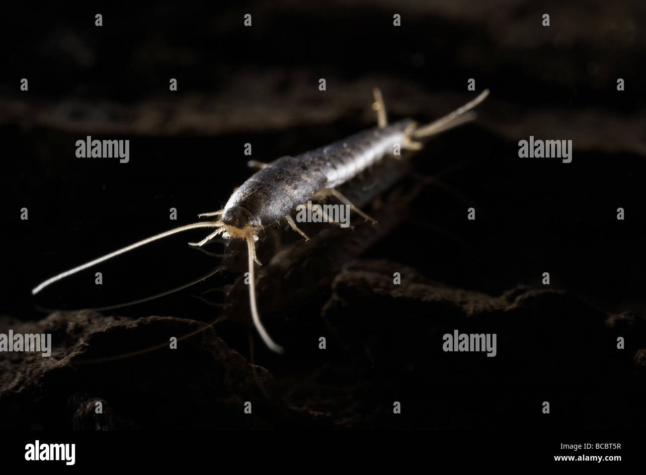 Silverfish hi-res stock photography and images - Alamy