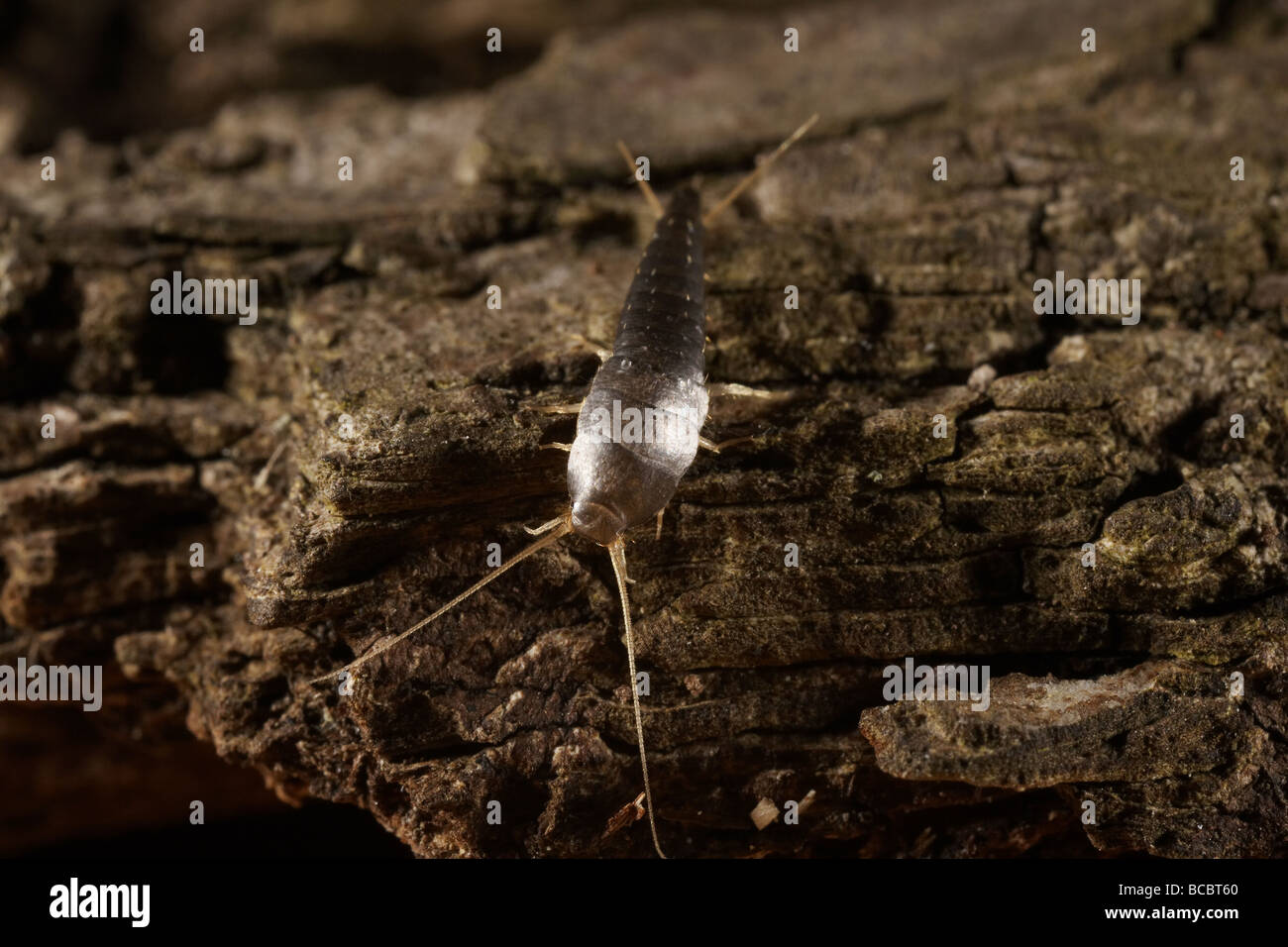 Fishmoth lepisma saccharina hi-res stock photography and images - Alamy