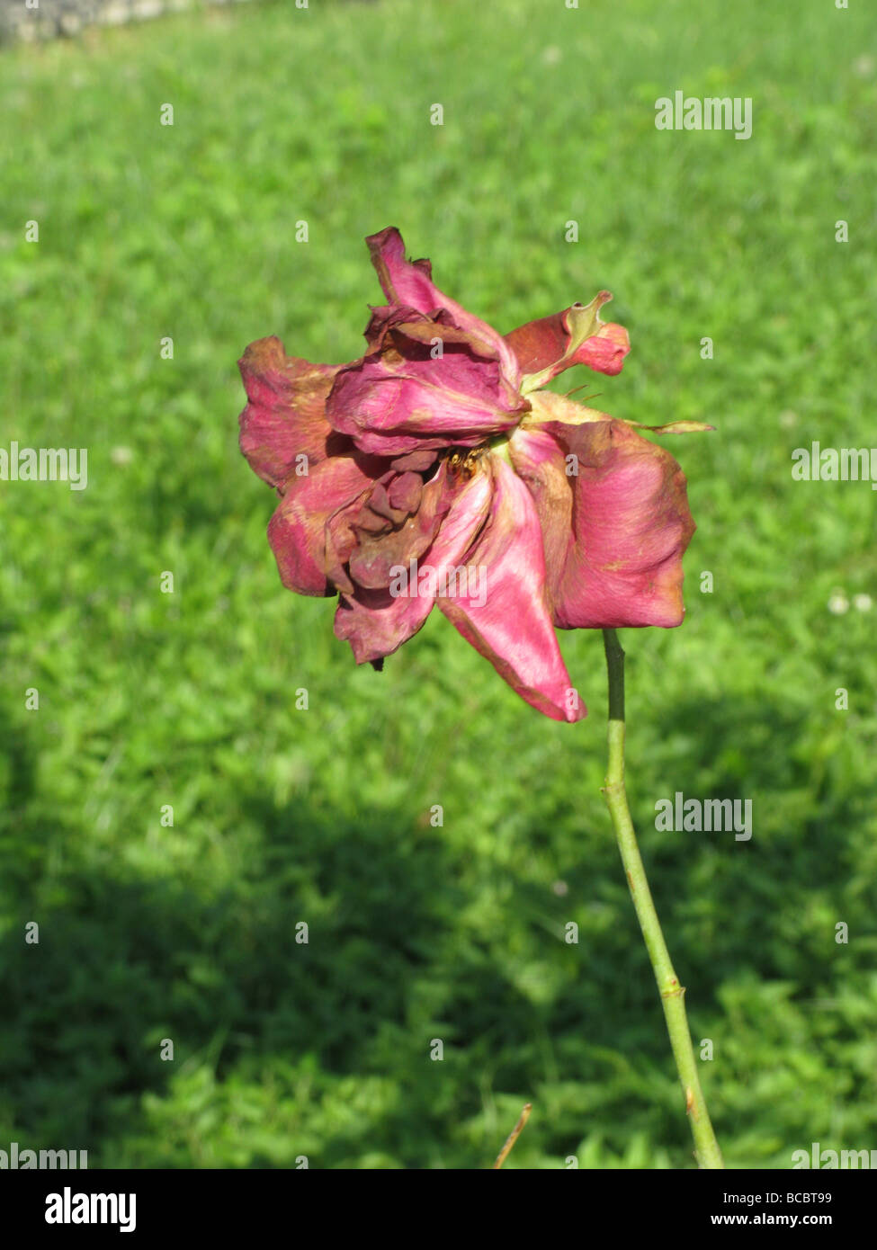 one single wilting red rose in garden Stock Photo - Alamy