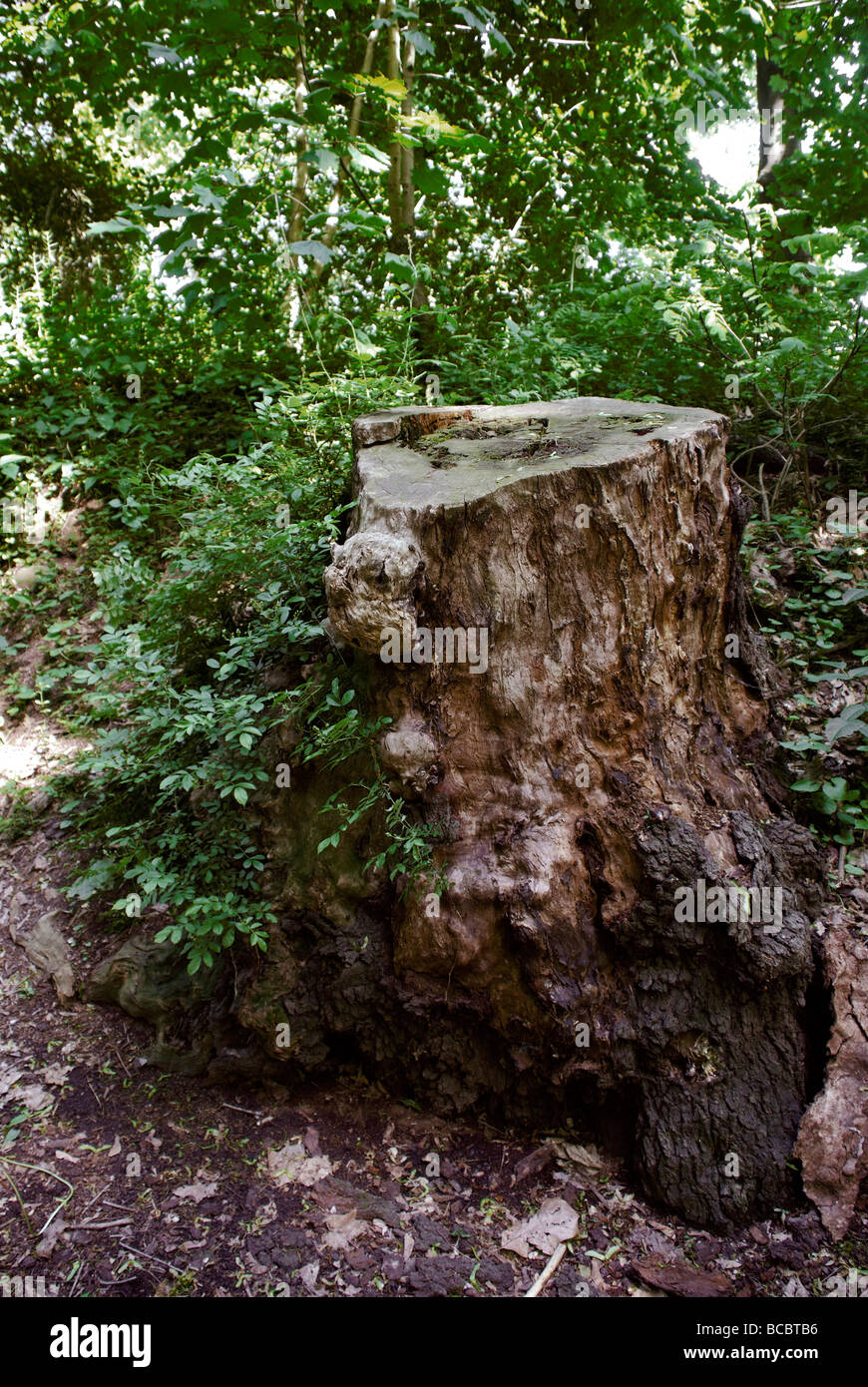 Truncated Tree Stock Photos & Truncated Tree Stock Images - Alamy