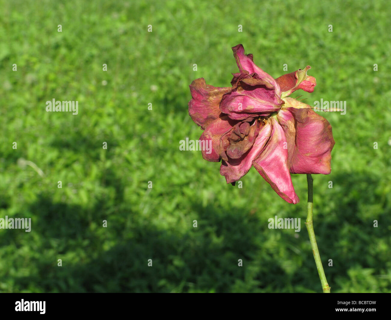 Wilting single red rose hi-res stock photography and images - Alamy