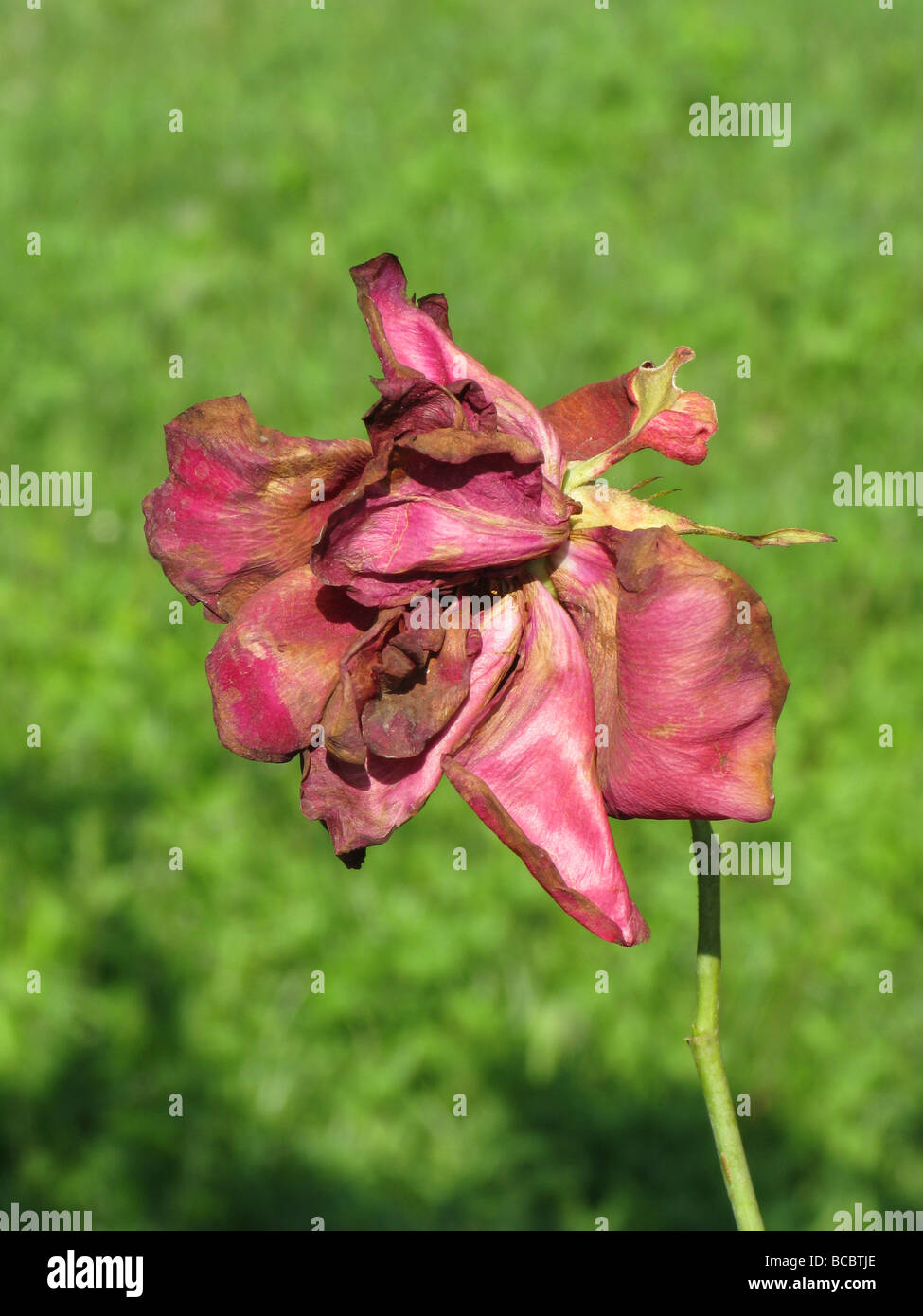 Wilting single red rose hi-res stock photography and images - Alamy