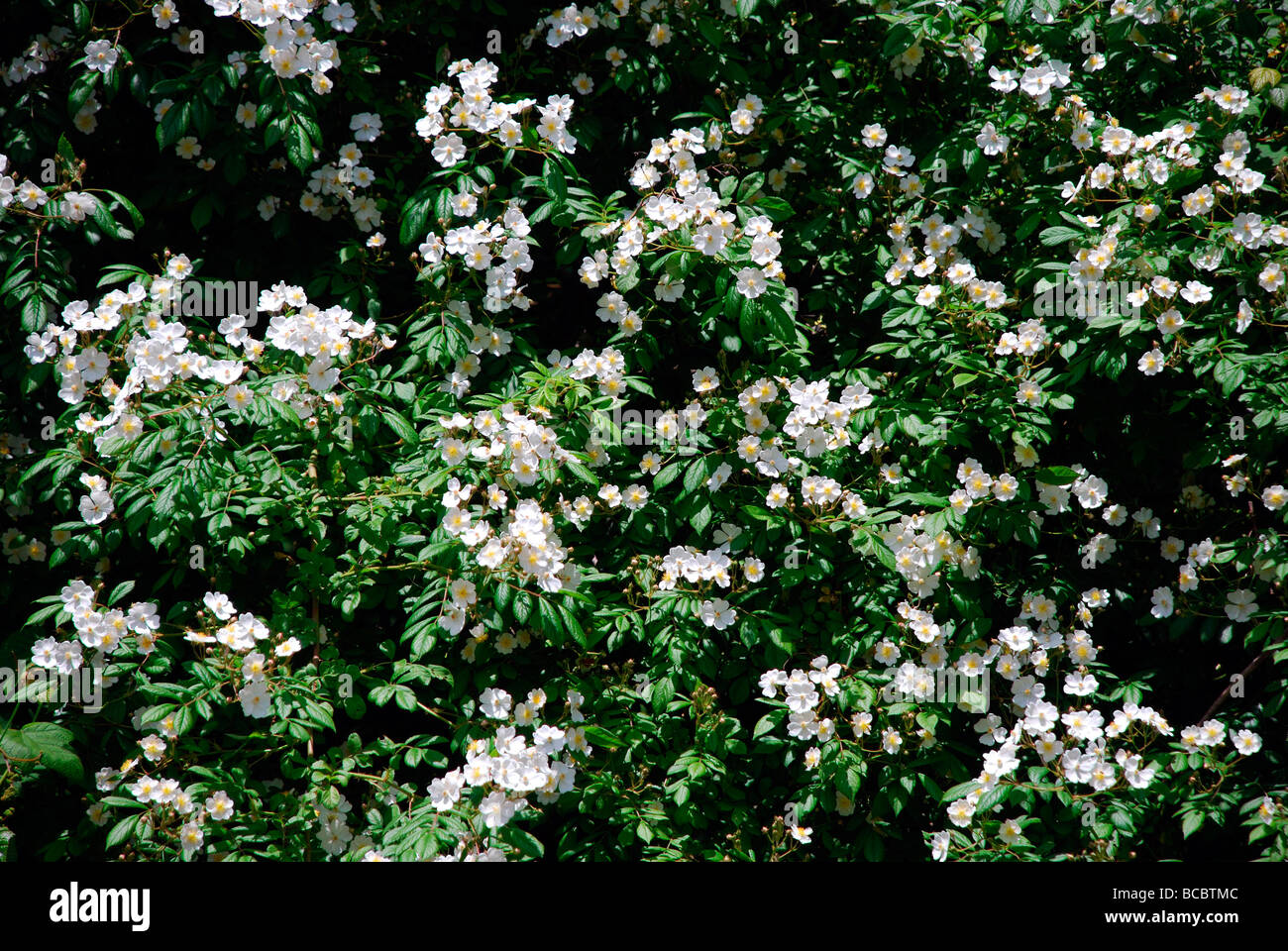 Multiflora rose hi-res stock photography and images - Alamy