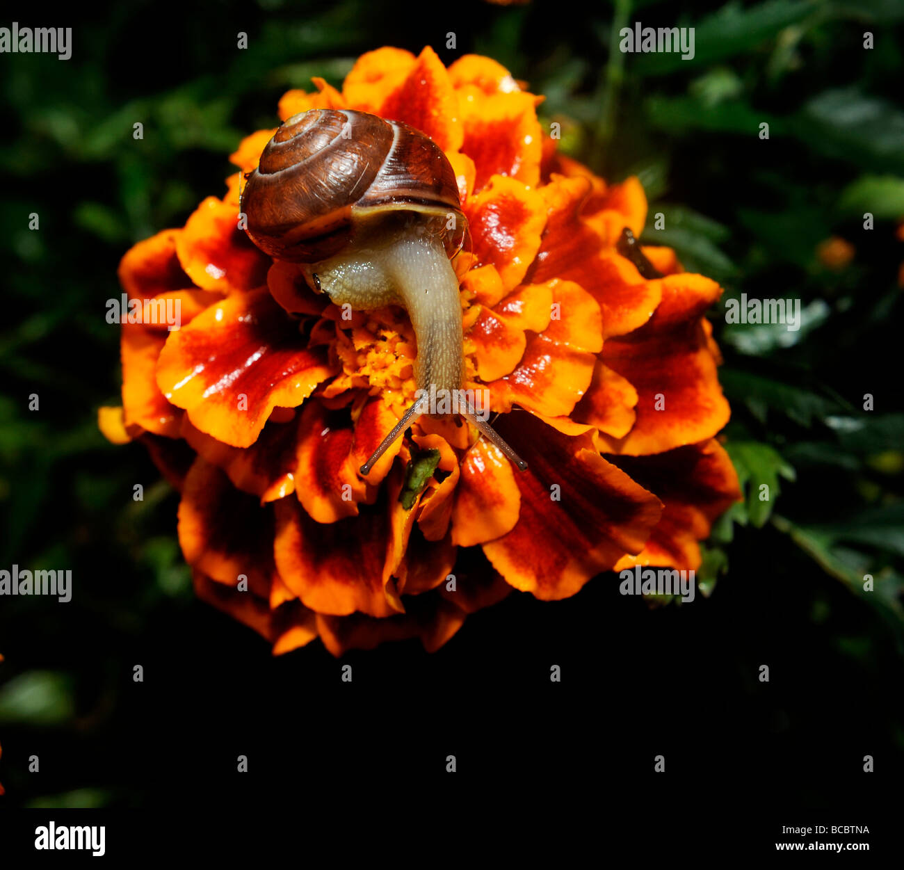 Snail on flower Stock Photo - Alamy