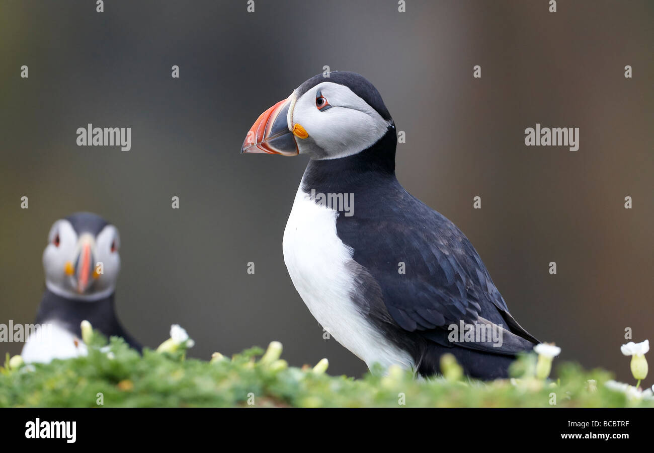 Atlantic Puffin Winter Stock Photos & Atlantic Puffin Winter Stock ...