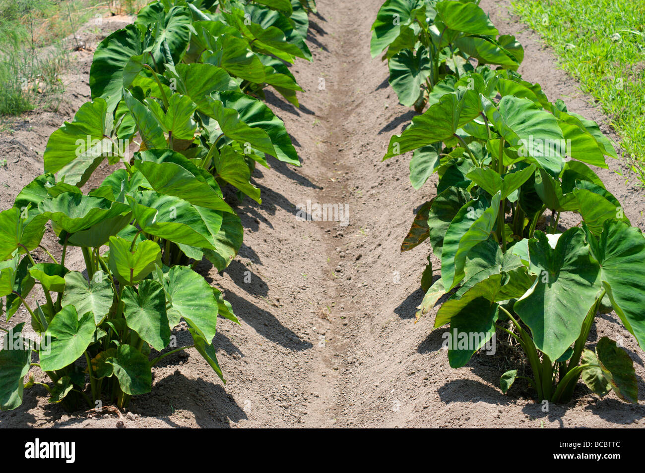 A small field of yams or sato imo growing in a semi rural area of ...