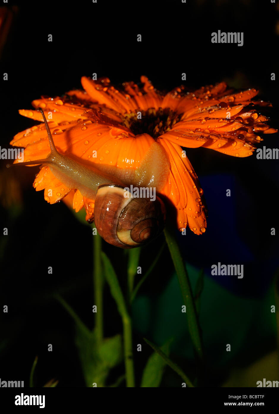 Snail on flower Stock Photo - Alamy