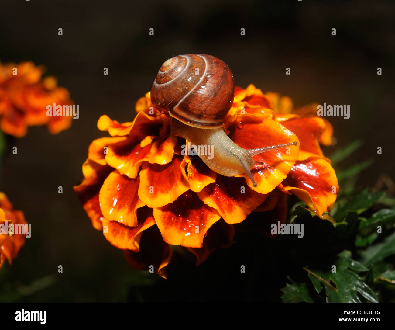 Snail on flower Stock Photo - Alamy