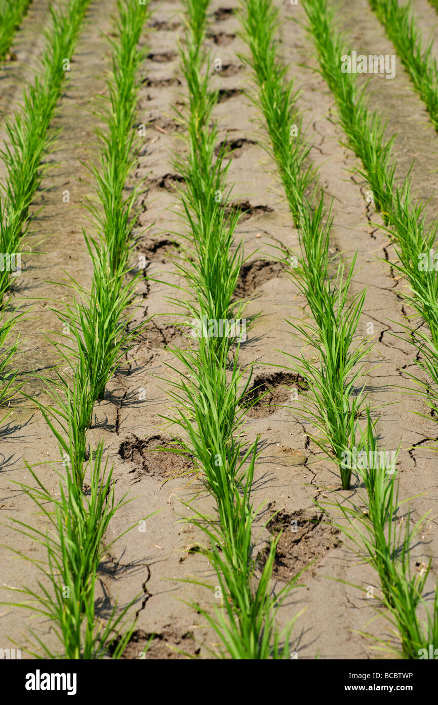 Footprints in the wet mud of a young rice paddy field Takamatsu Japan ...