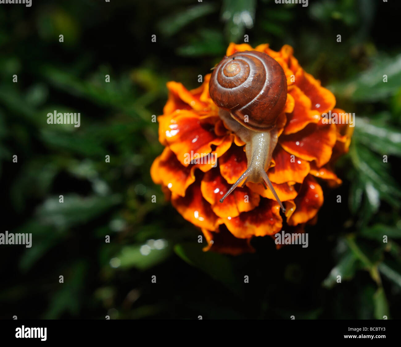 Snail on flower Stock Photo - Alamy