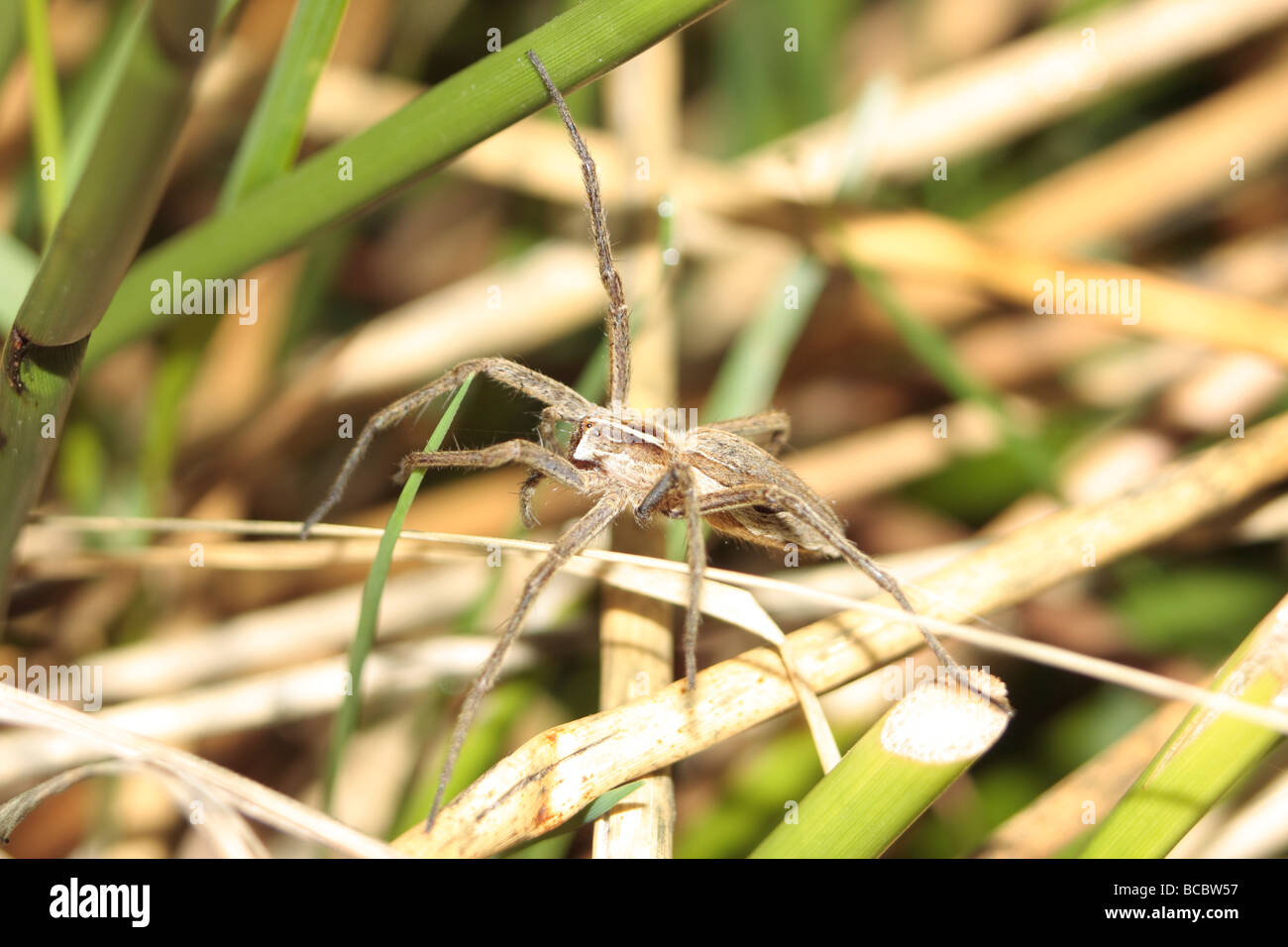 Spider wolf head hi-res stock photography and images - Alamy