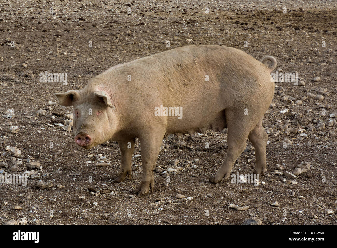 Pig farming british hi-res stock photography and images - Alamy