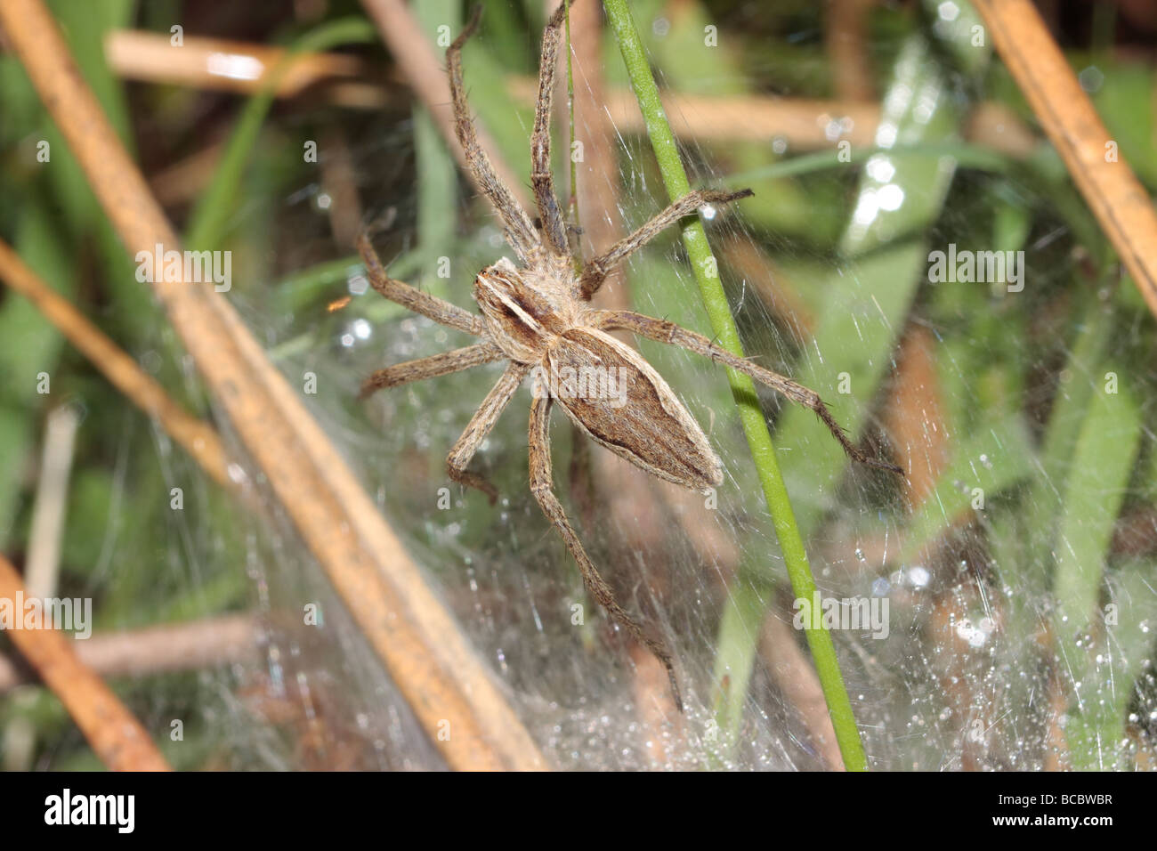 Wolf spiders web hi-res stock photography and images - Alamy